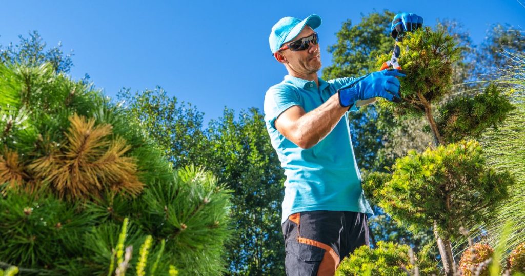 ISA Certified Arborists in Miami: Why They Matter