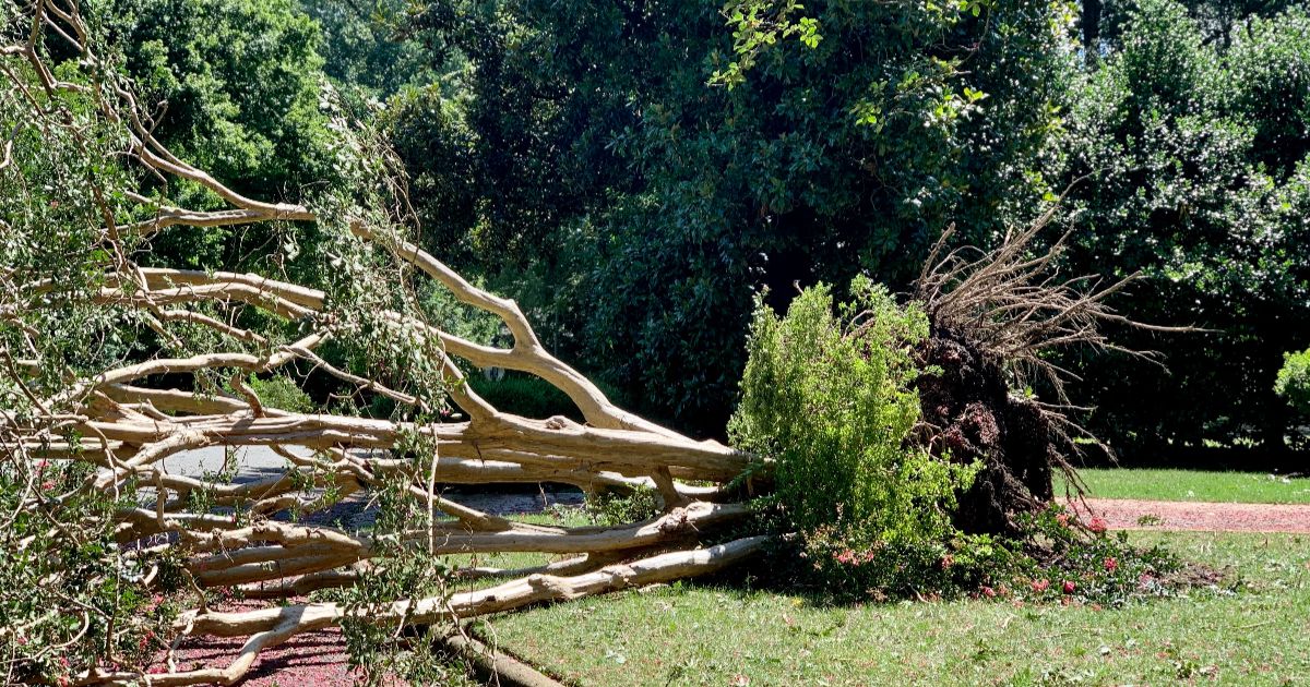 Emergency Tree Removal Checklist After a Storm