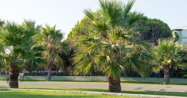 Meet Sabal Palmetto, Florida’s State Tree Explained